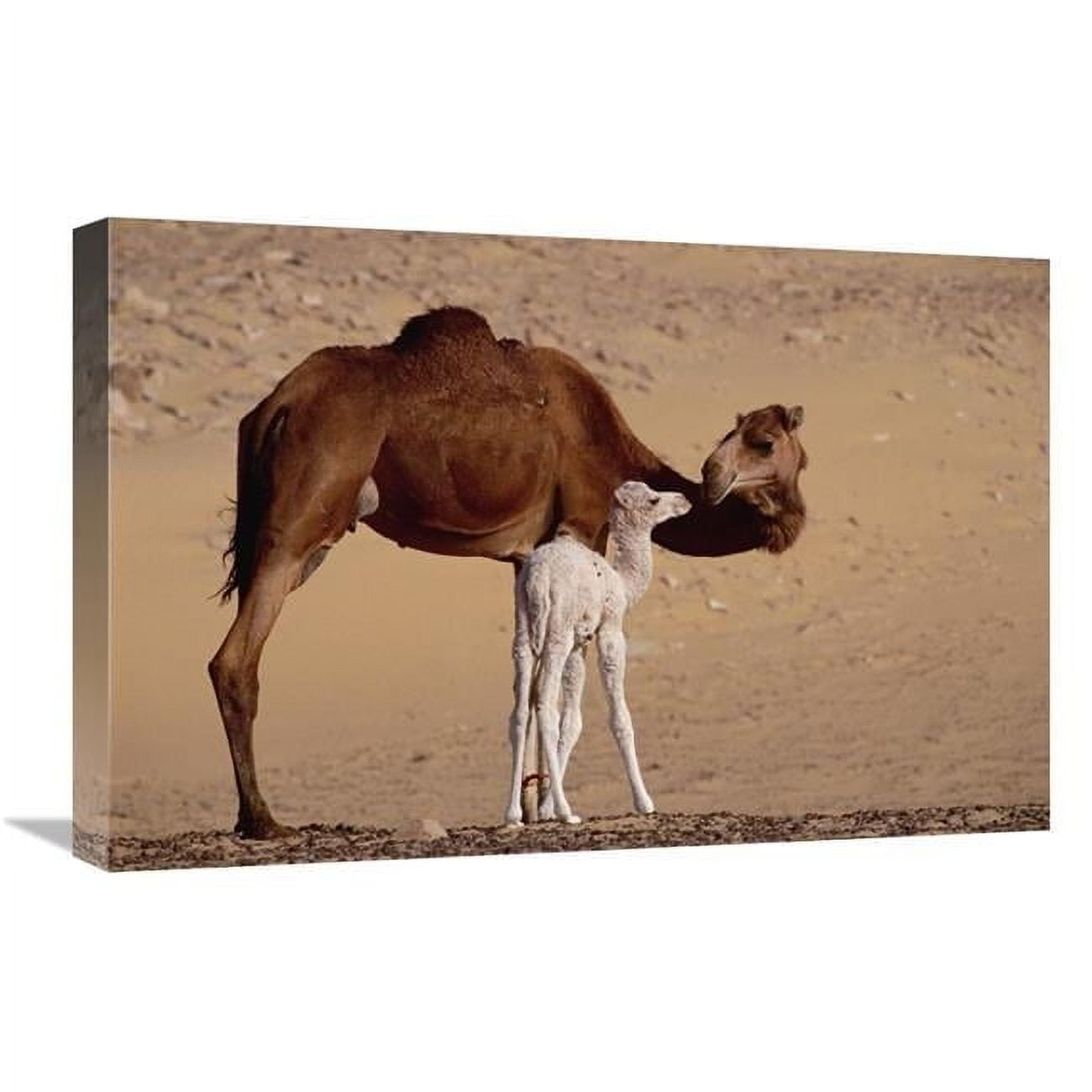 16 x 24 in. Dromedary Camel with Two Day Old Baby, Oasis Dakhia, Sahara ...