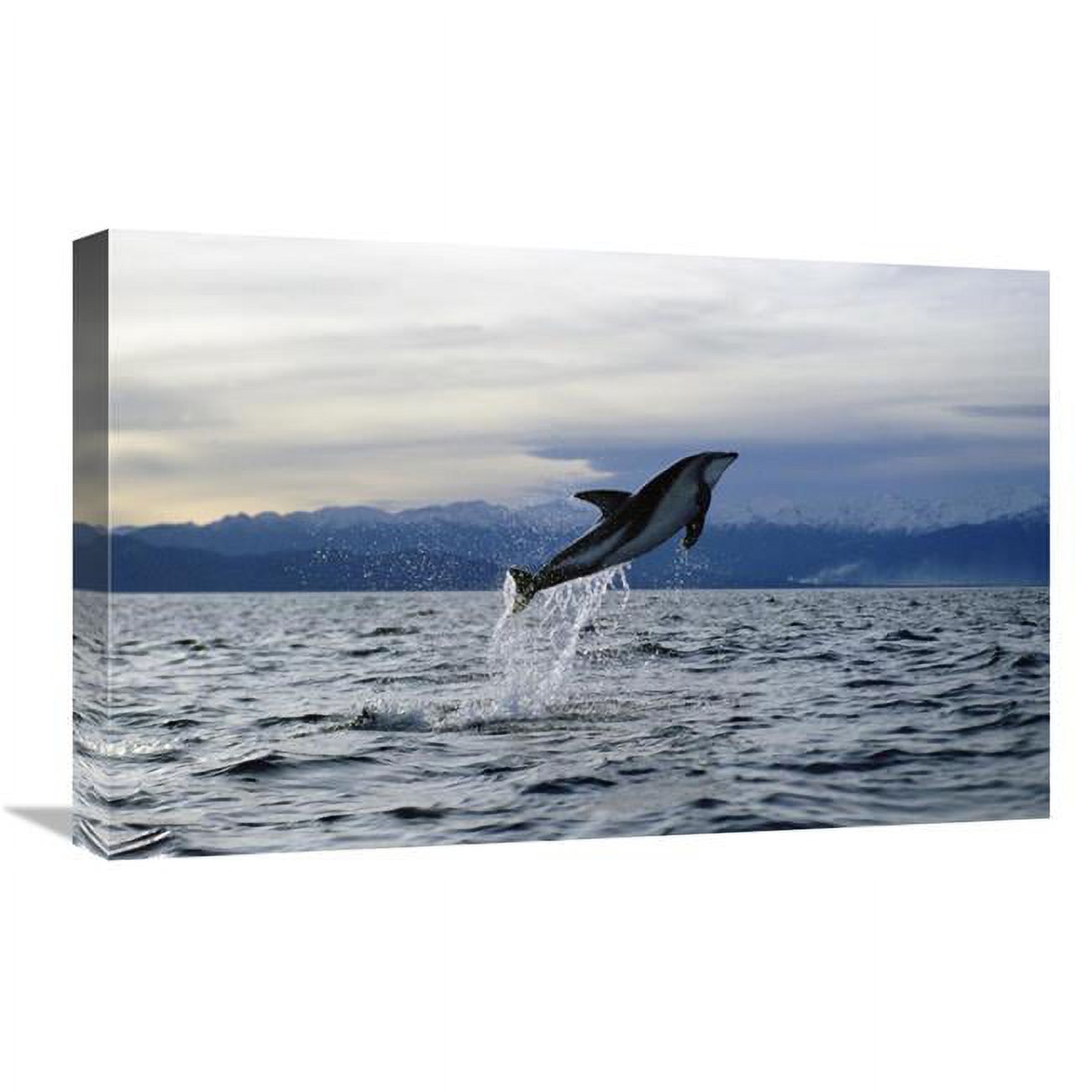 16 x 24 in. Dusky Dolphin Leaping, New Zealand Art Print - Flip Nicklin ...