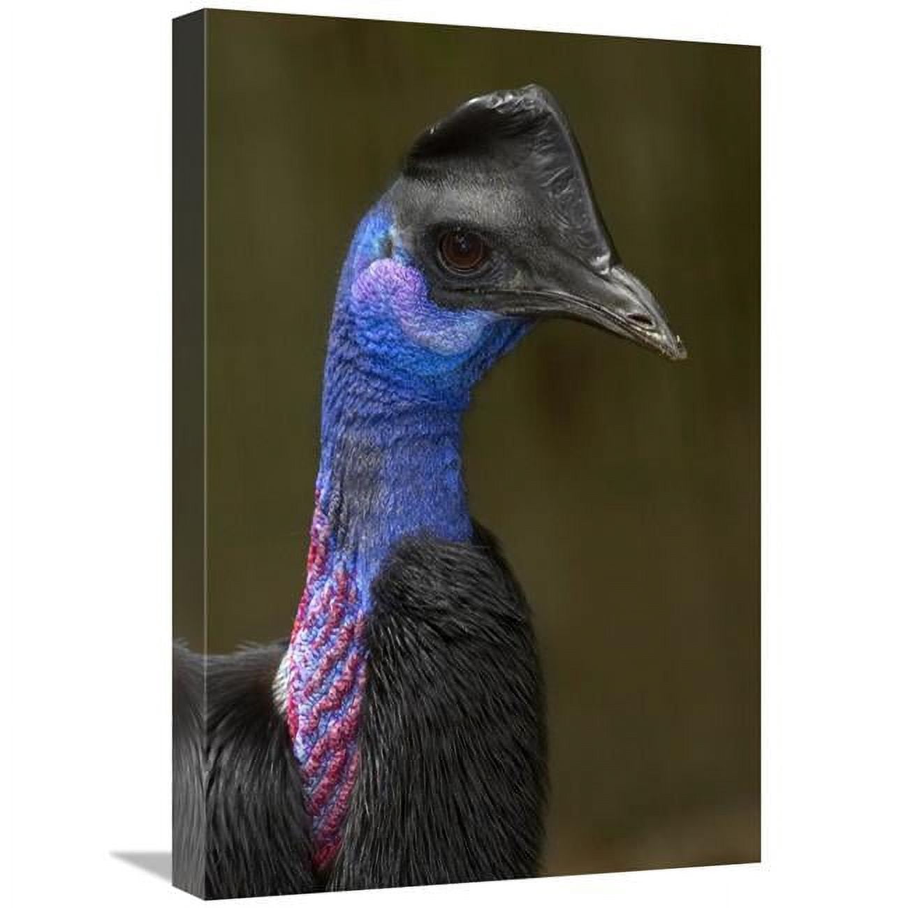 16 x 24 in. Dwarf Cassowary Portrait, Native to New Guinea Art Print ...
