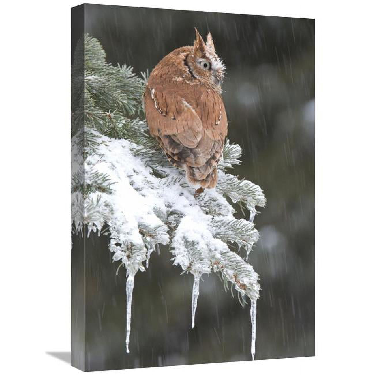 16 x 24 in. Eastern Screech Owl Red Morph in Winter, Howell Nature ...