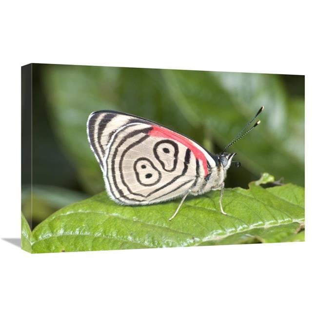 16 x 24 in. Eighty-Nine Butterfly, Ecuador Art Print - Steve Gettle ...