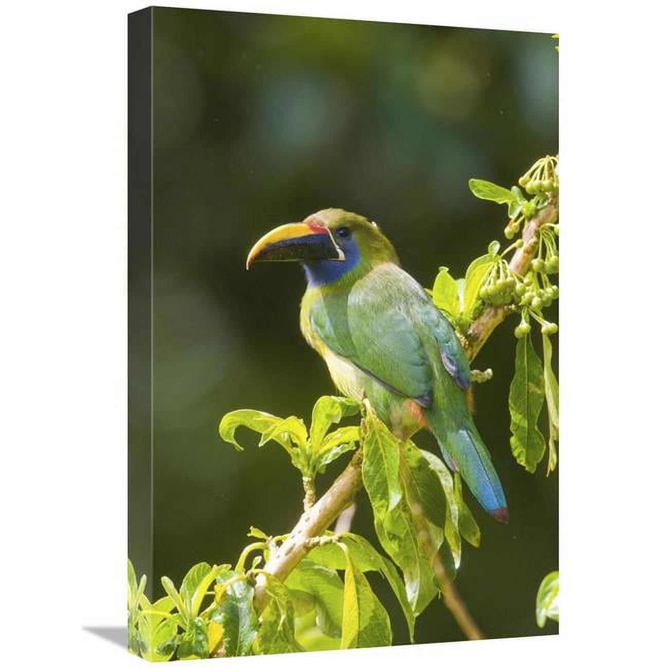 16 x 24 in. Emerald Toucanet, Costa Rica Art Print - Steve Gettle ...