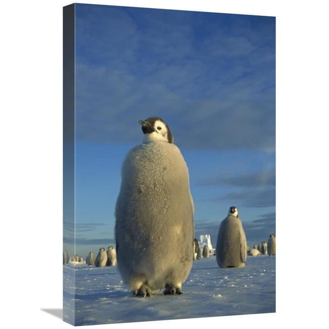 16 x 24 in. Emperor Penguin Chick on Fast Ice in Midnight, Weddell Sea ...