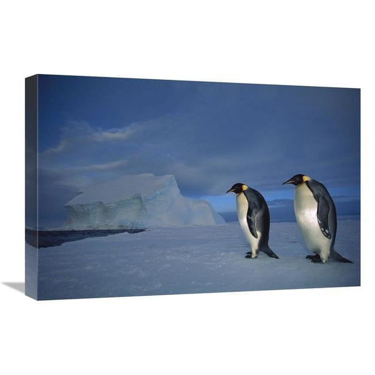 16 x 24 in. Emperor Penguin Pair on Sea Ice in Midnight Twilight ...