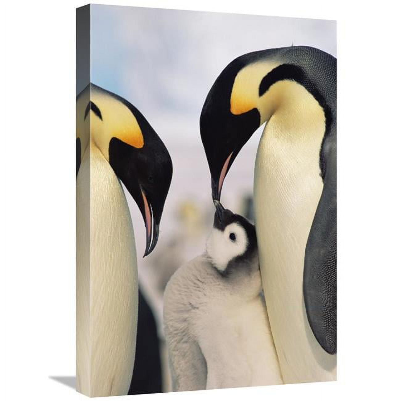 16 x 24 in. Emperor Penguin Parents with Chick, Antarctica Art Print ...