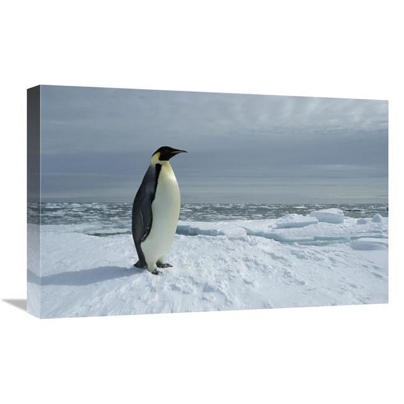 16 x 24 in. Emperor Penguin on Fast Ice Edge, Princess Martha Coast ...