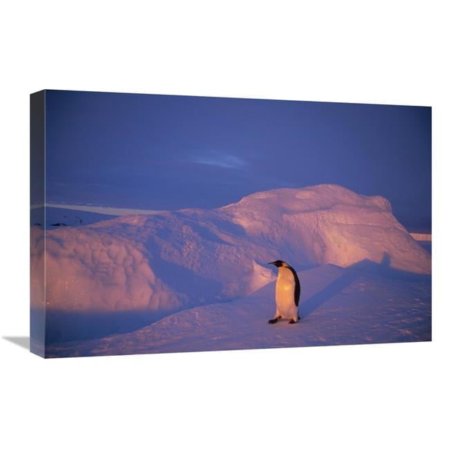 16 x 24 in. Emperor Penguins Tobogganing to Rookery, Edward VIii Gulf ...