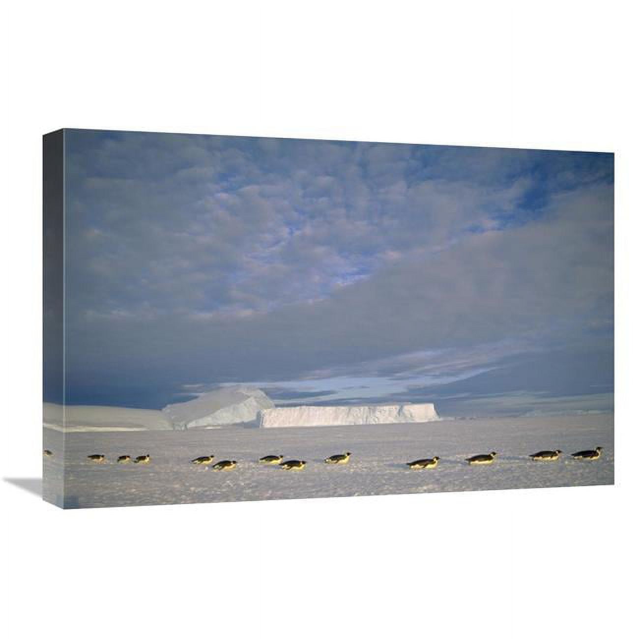 16 x 24 in. Emperor Penguins Tobogganing to Rookery, Edward VIii Gulf ...