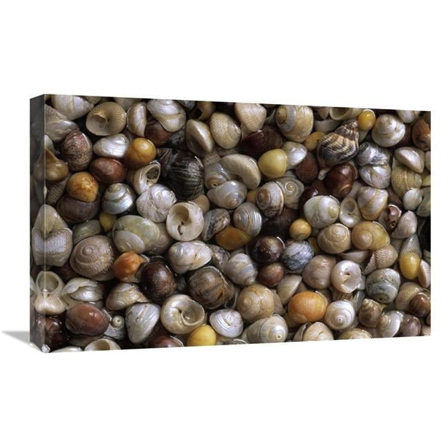 16 x 24 in. Flat Topshells, Common Northern Whelk & Common Periwinkle ...