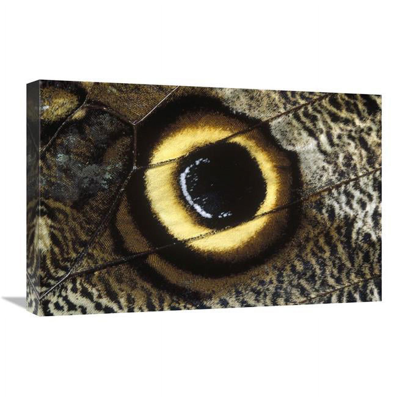 16 x 24 in. Forest Giant-Owl Butterfly Wing Showing Eye-Mark, Germany ...