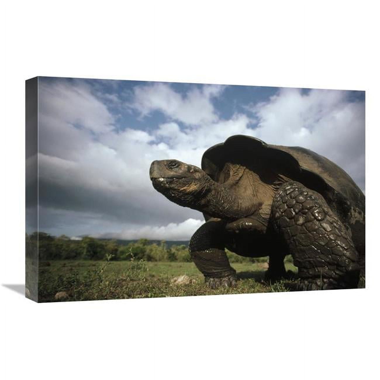 16 x 24 in. Galapagos Giant Tortoise Male, Alcedo Volcano, Galapagos ...