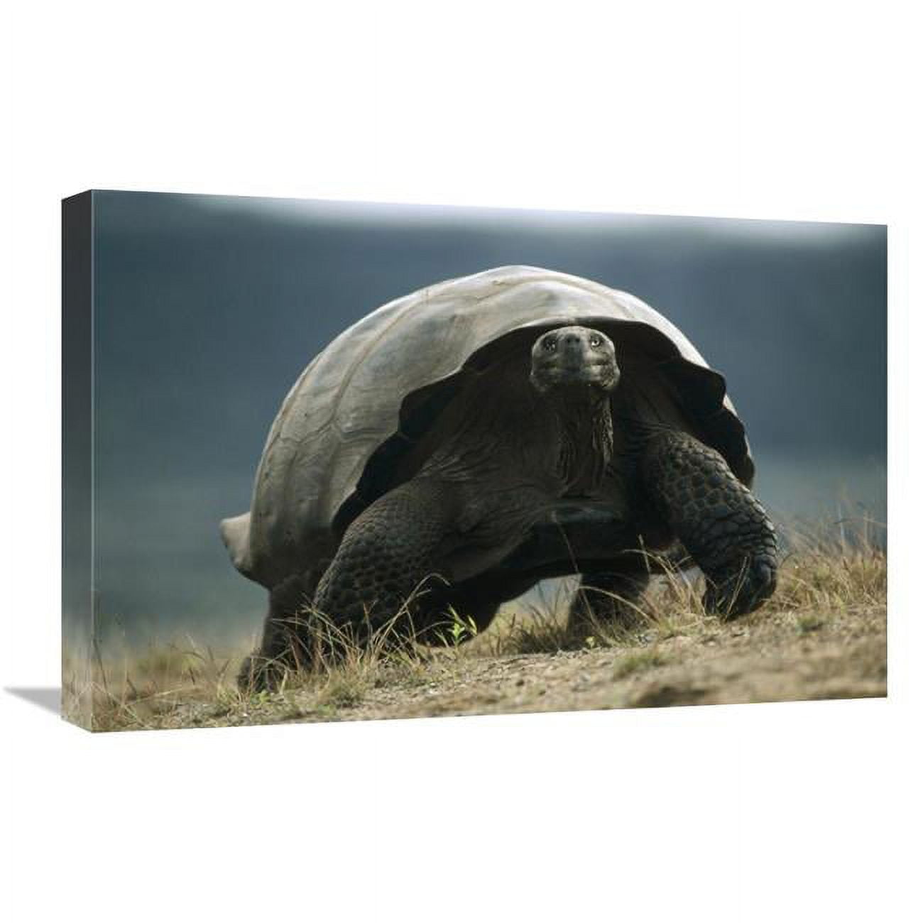 16 x 24 in. Galapagos Giant Tortoise Smiling, Alcedo Volcano, Galapagos ...