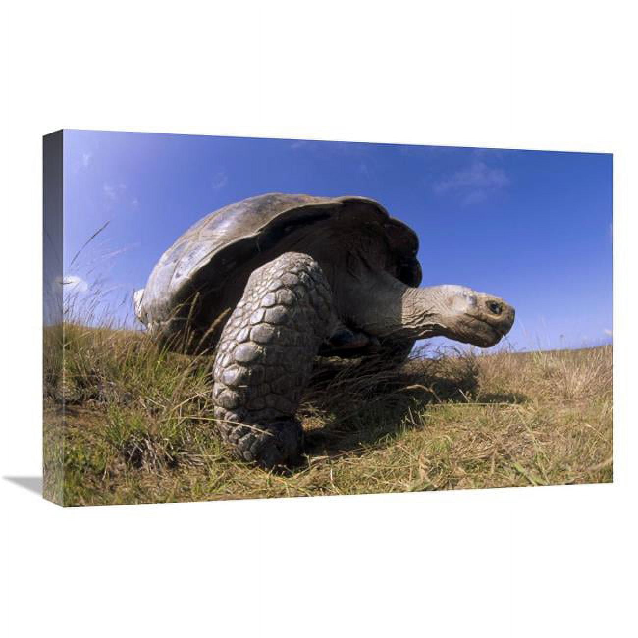 16 x 24 in. Galapagos Giant Tortoise on Caldera Rim, Alcedo Volcano ...