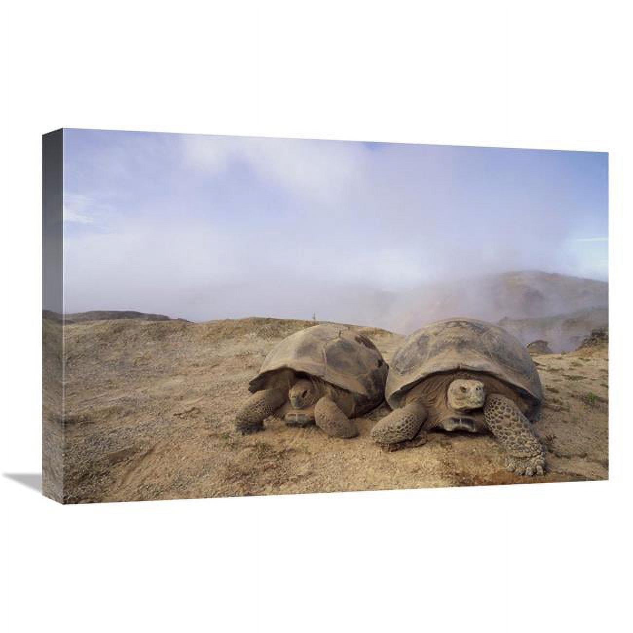 16 x 24 in. Galapagos Giant Tortoises Near Steaming Fumaroles, Alcedo ...