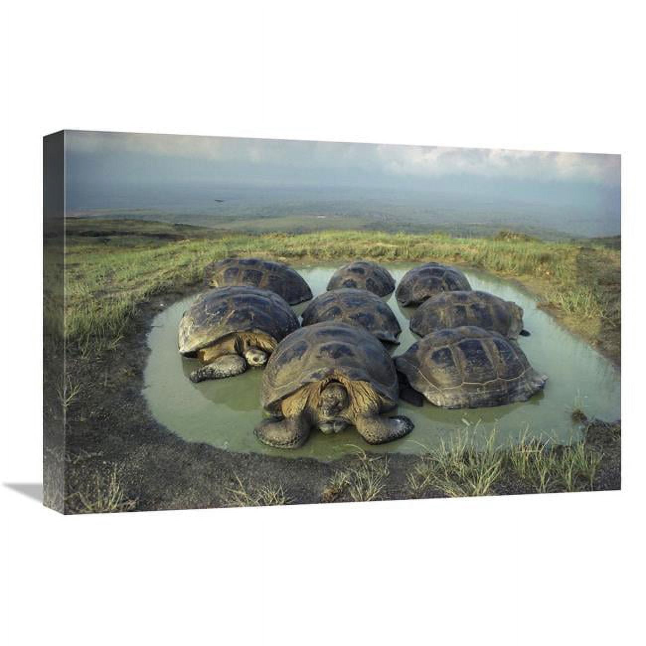 16 x 24 in. Galapagos Giant Tortoises Wallowing, Alcedo Volcano ...