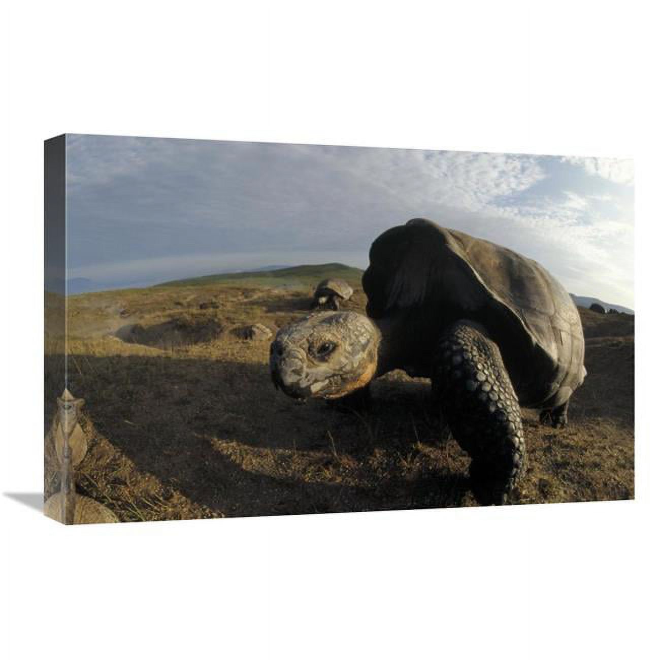 16 x 24 in. Galapagos Giant Tortoises on Caldera Rim, Alcedo Volcano ...