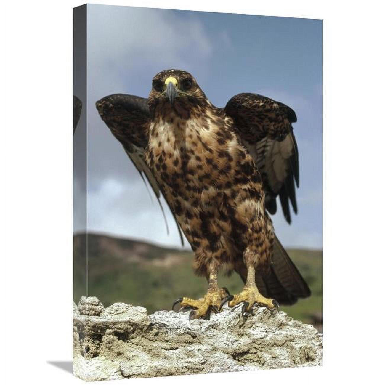 16 x 24 in. Galapagos Hawk Perching on Rock, Isabella Island, Galapagos ...