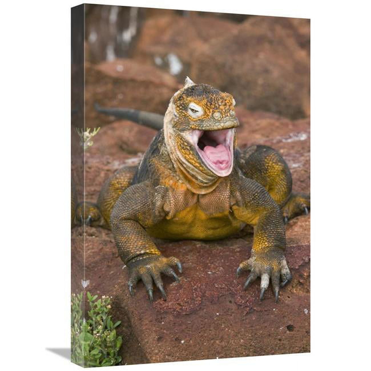 16 x 24 in. Galapagos Land Iguana Yawning, Galapagos Islands, Ecuador ...