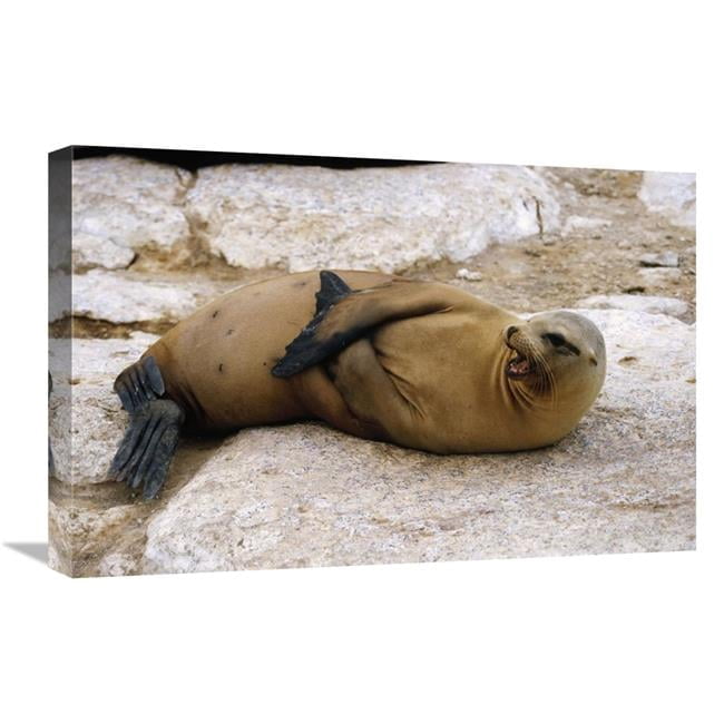 16 x 24 in. Galapagos Sea Lion Calling, Galapagos Islands, Ecuador Art ...