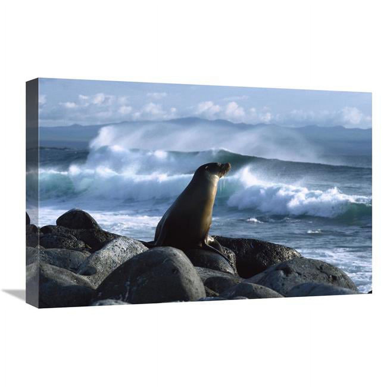 16 x 24 in. Galapagos Sea Lion, Galapagos Islands, Ecuador Art Print ...