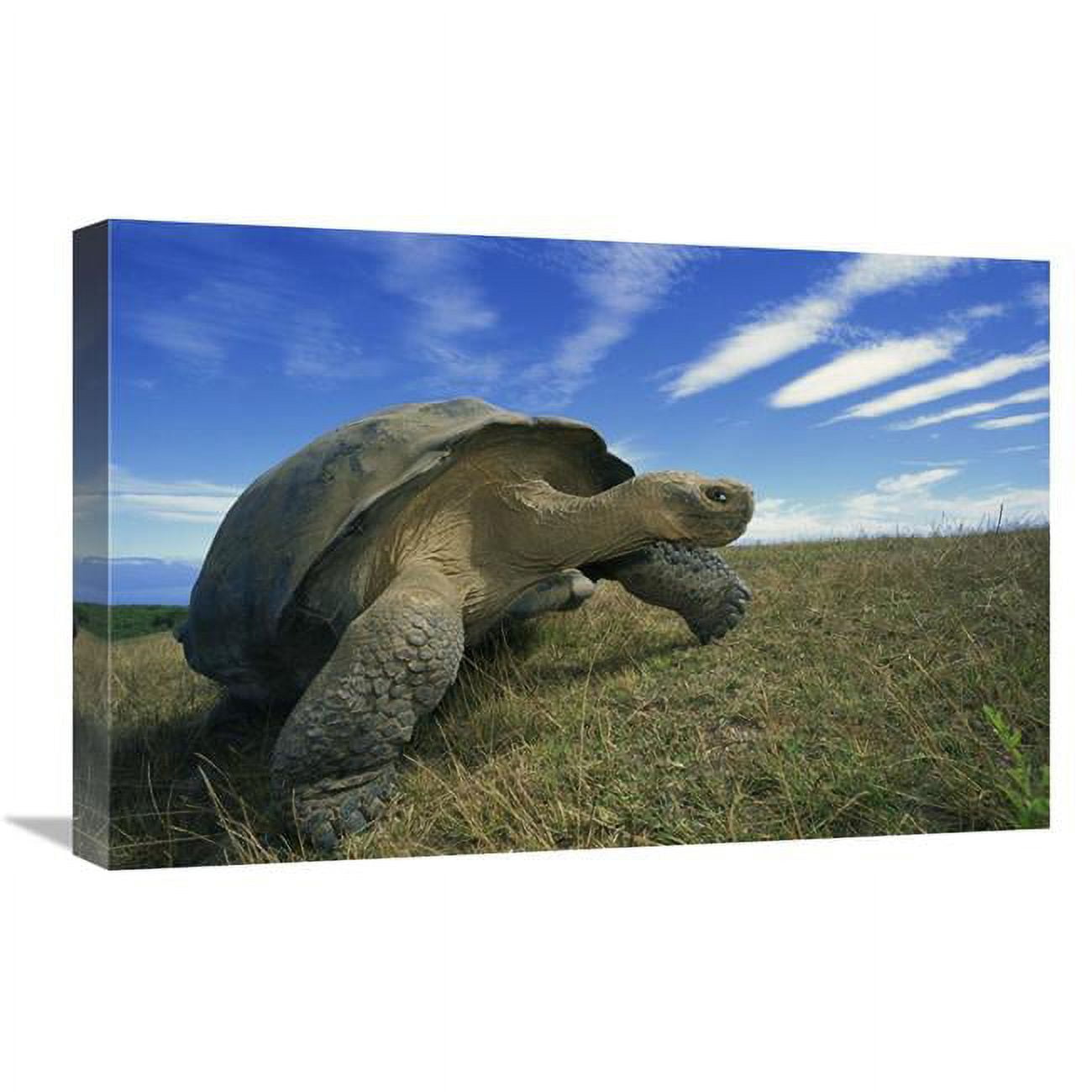 16 x 24 in. Galapagos Tortoise on Caldera Rim, Alcedo Volcano, Isabella ...