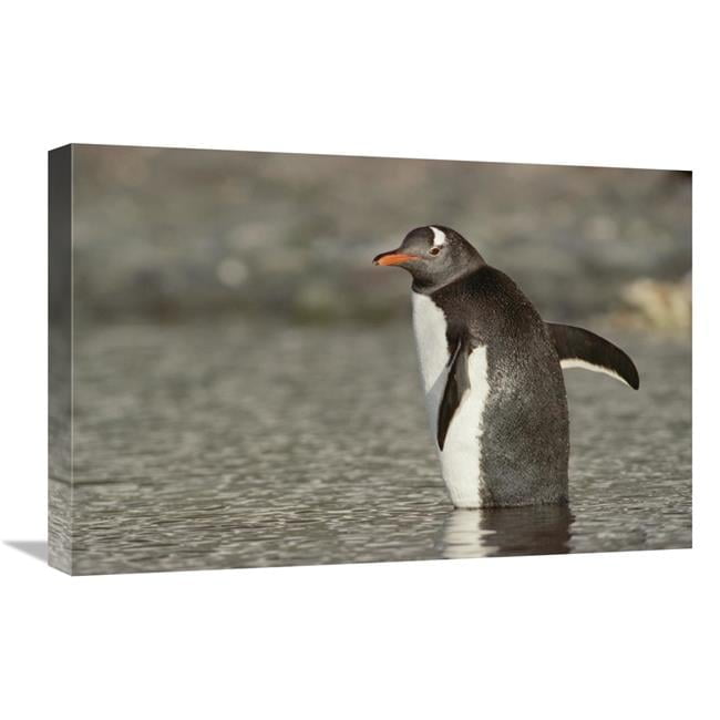 16 x 24 in. Gentoo Penguin Wading, Half Moon Island, Antarctica Art ...