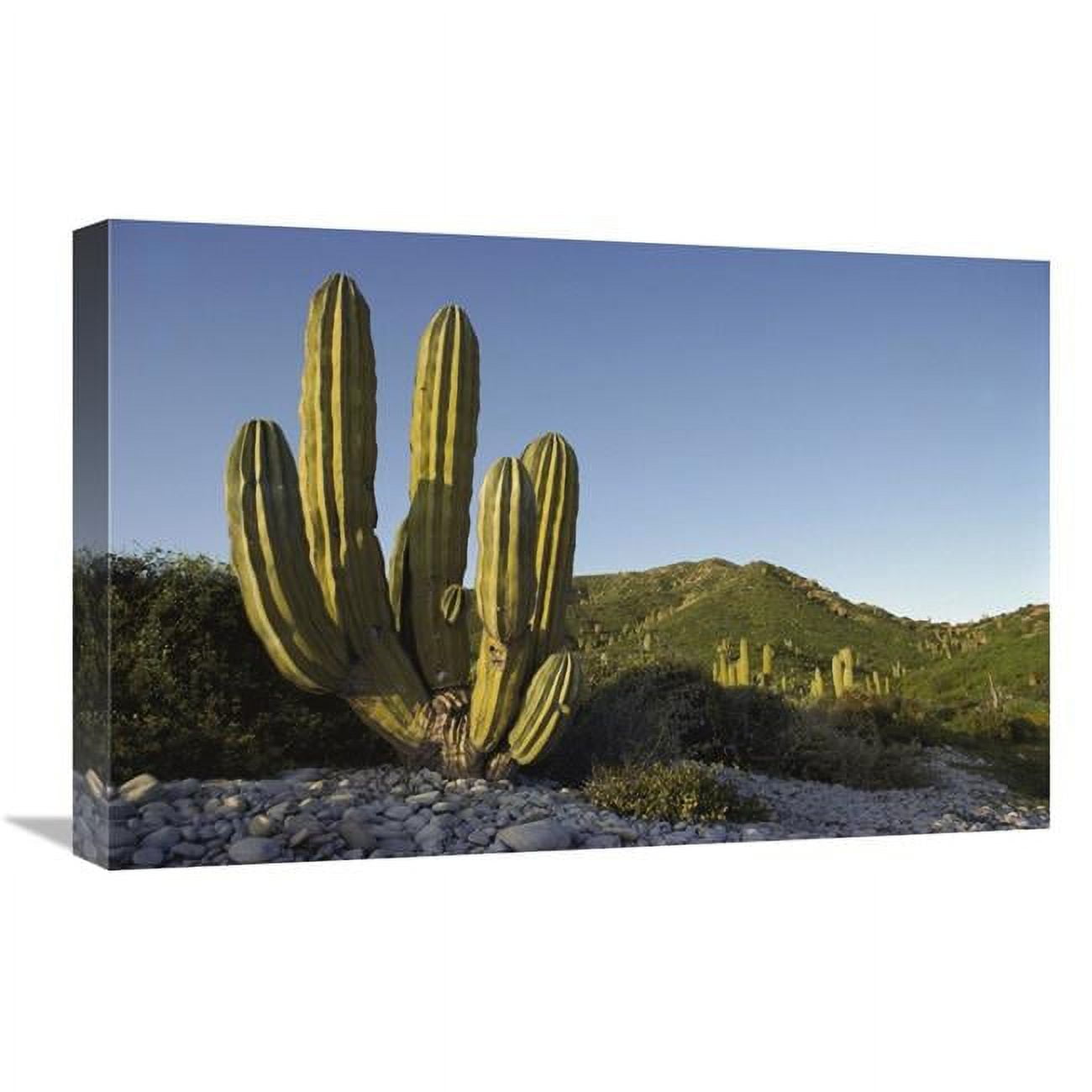 16 x 24 in. Giant Cardon Cactus Santa Catalina Island, Sea of Cortez ...