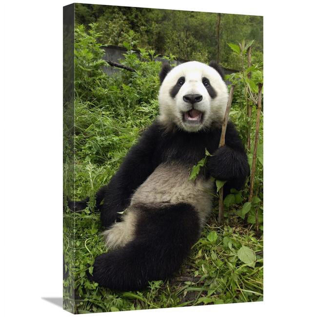 16 x 24 in. Giant Panda Cub Named Xiao Lei Lei, Wolong Nature Reserve ...