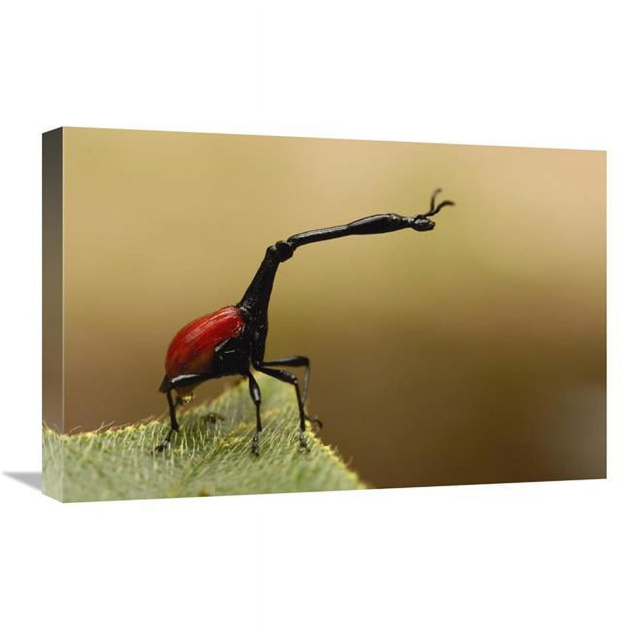 16 x 24 in. Giraffe Weevil, Analamazoatra Special Reserve or Perinet ...