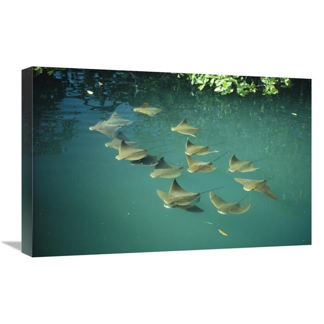 16 x 24 in. Golden Cownose Rays Schooling in Mangrove Lagoon, Galapagos ...