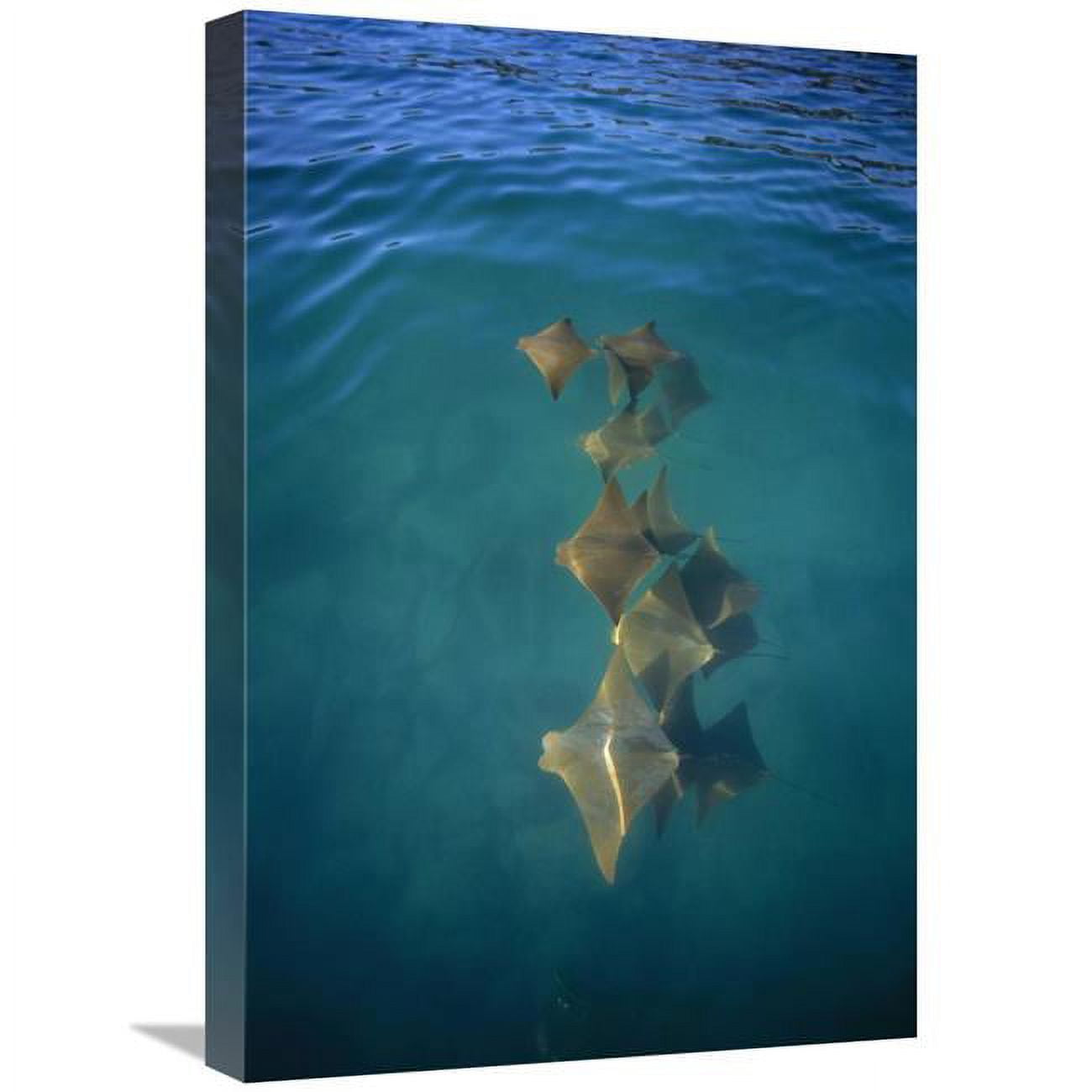 16 x 24 in. Golden Cownose Rays Schooling in Quiet Lagoon, Galapagos ...