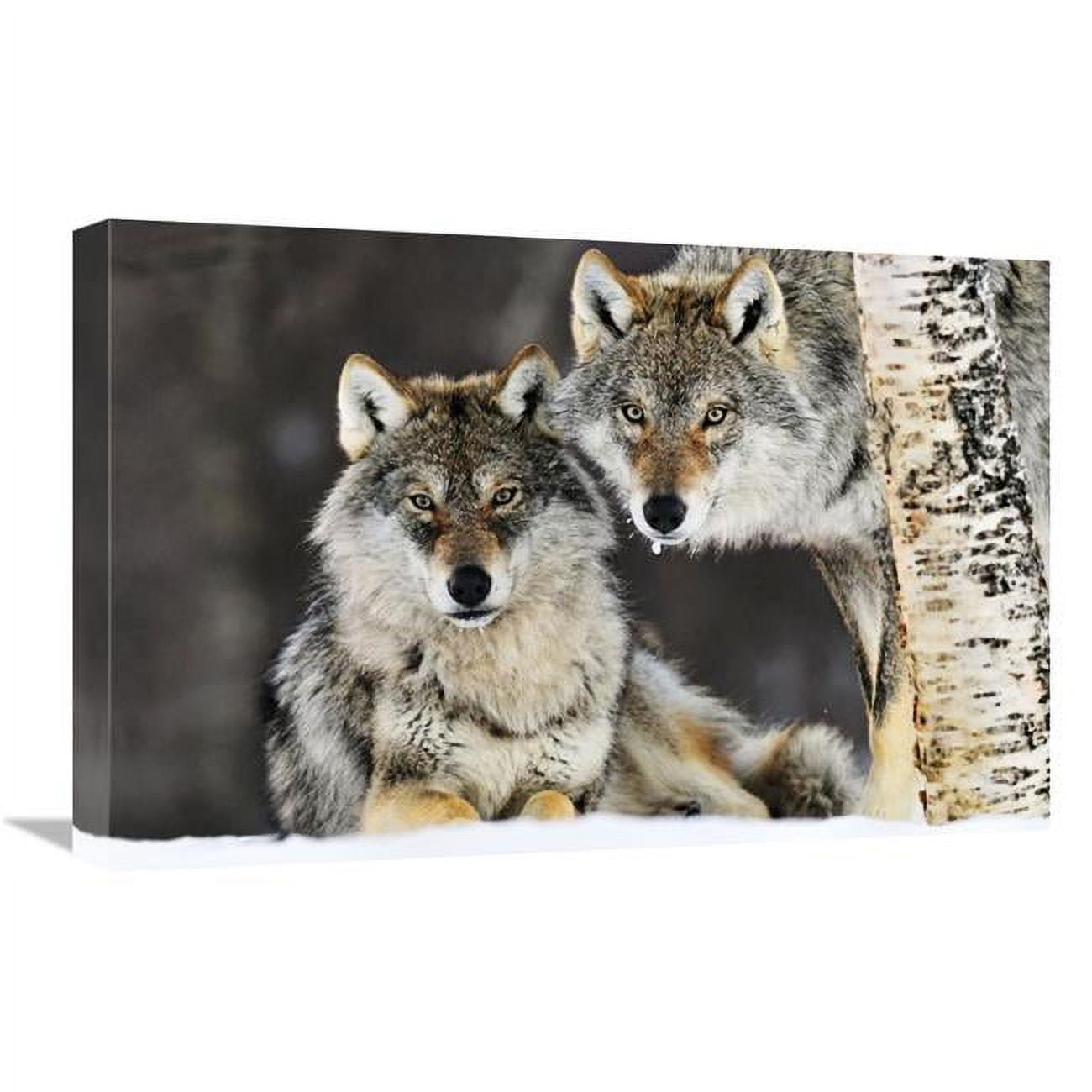 16 x 24 in. Gray Wolf Pair in the Snow, Norway Art Print - Jasper Doest ...