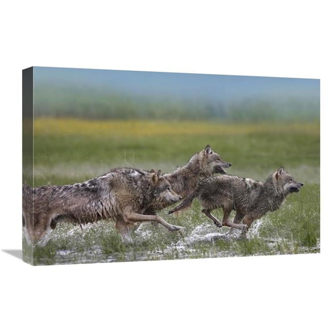 16 x 24 in. Gray Wolf Trio Running Through Water, North America Art ...
