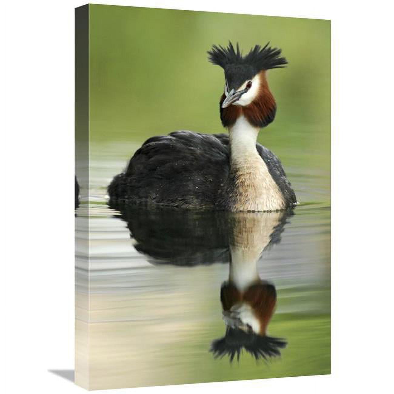 16 x 24 in. Great Crested Grebe in Breeding Plumage, Lake Alexandrina ...