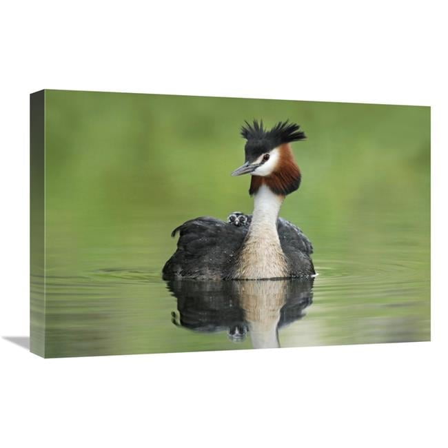 16 x 24 in. Great Crested Grebe with Chick on Its Back, Lake ...