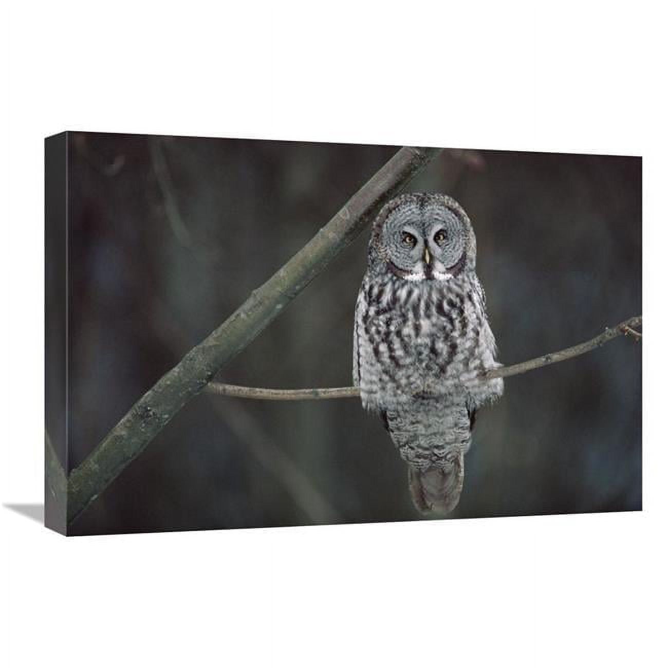 16 x 24 in. Great Gray Owl Portrait, North America Art Print - Gerry ...