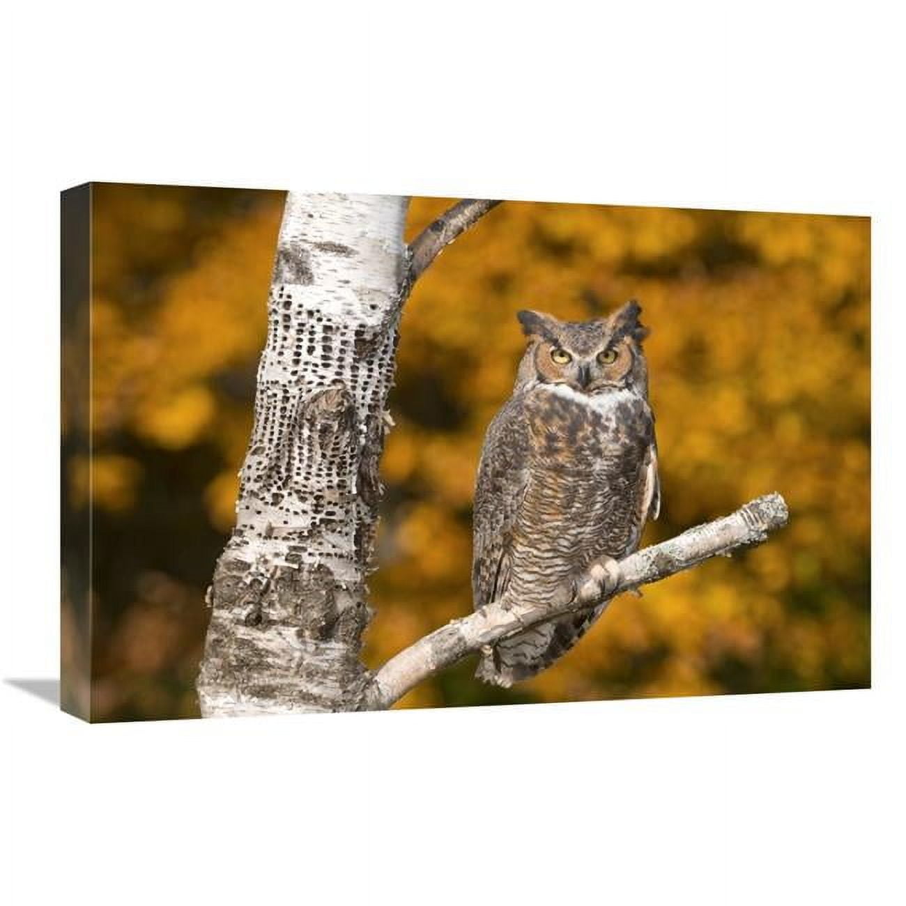 16 x 24 in. Great Horned Owl, Howell Nature Center, Michigan Art Print ...