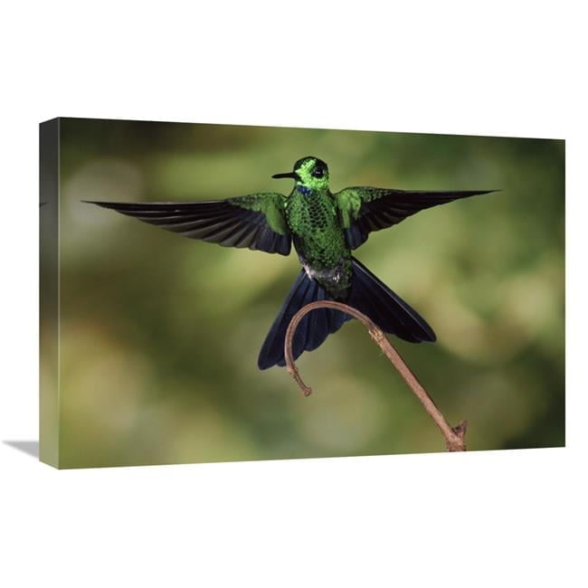 16 x 24 in. Green-Crowned Brilliant Male, Cloud Forest, Costa Rica Art ...