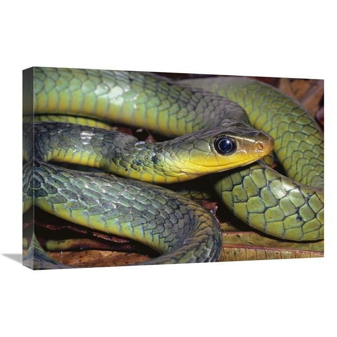 16 x 24 in. Green Racer Close-Up, Cloud Forest Ecosystem, Costa Rica ...