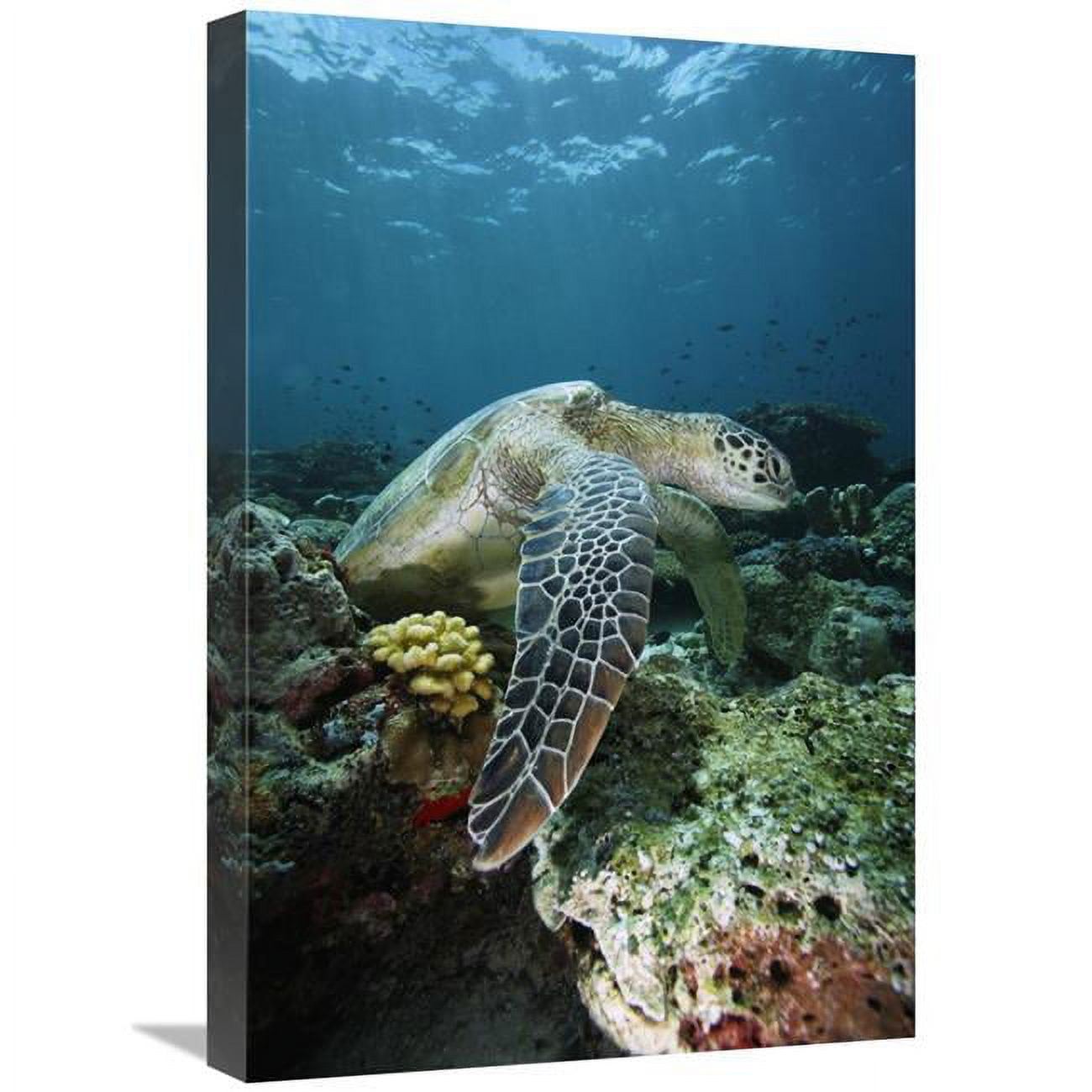 16 x 24 in. Green Sea Turtle on Coral Reef, Endangered, Sipadan Island ...