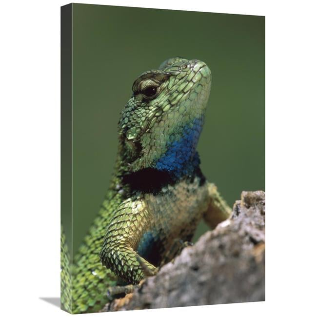 16 x 24 in. Green Spiny Lizard Male, Costa Rica Art Print - Thomas ...