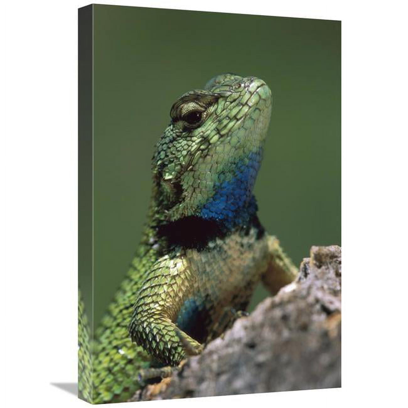 16 x 24 in. Green Spiny Lizard Male, Costa Rica Art Print - Thomas ...