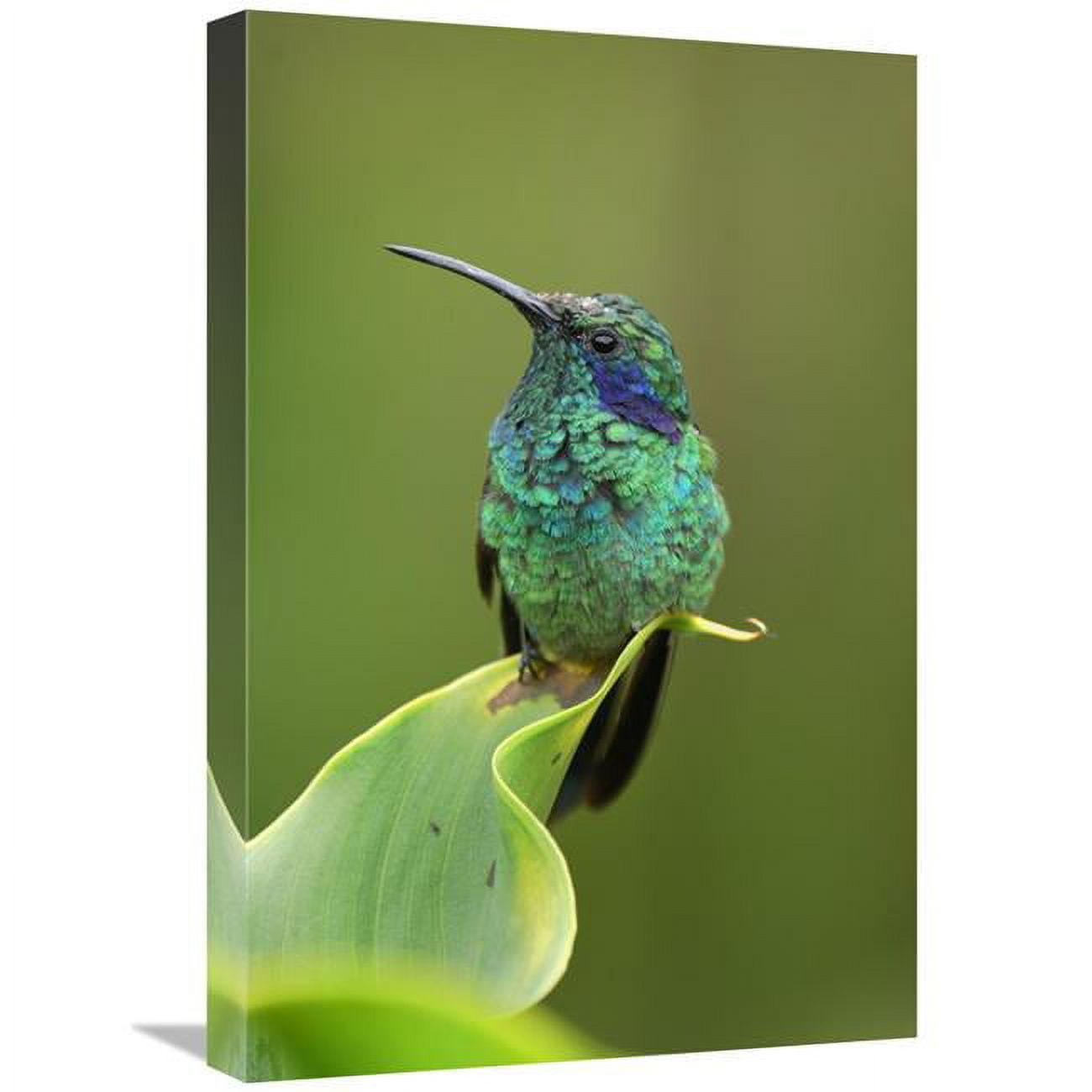 16 x 24 in. Green VIolet-Ear Hummingbird Perched on Leaf, Costa Rica ...