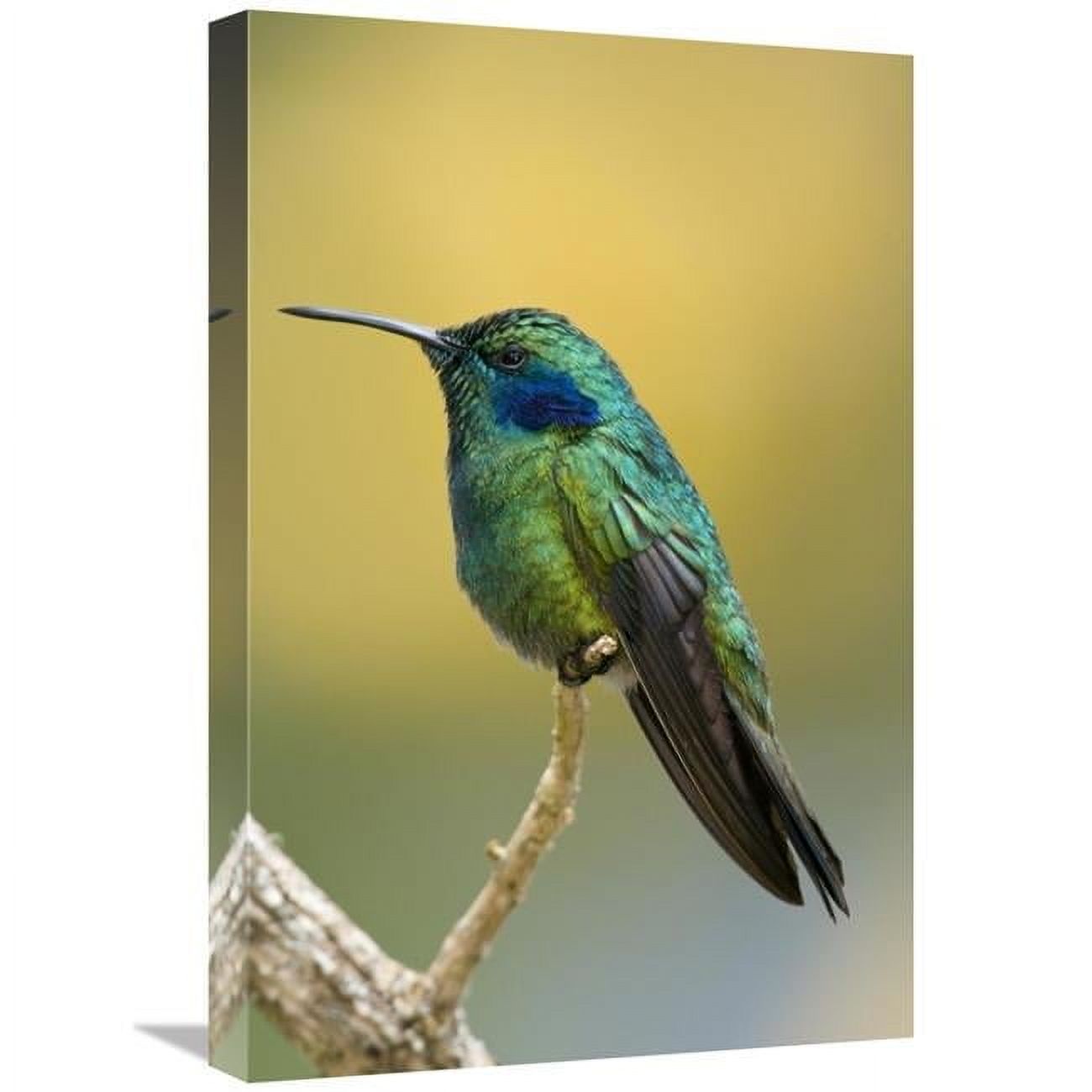 16 x 24 in. Green Violet-Ear Hummingbird, Costa Rica Art Print - Steve ...