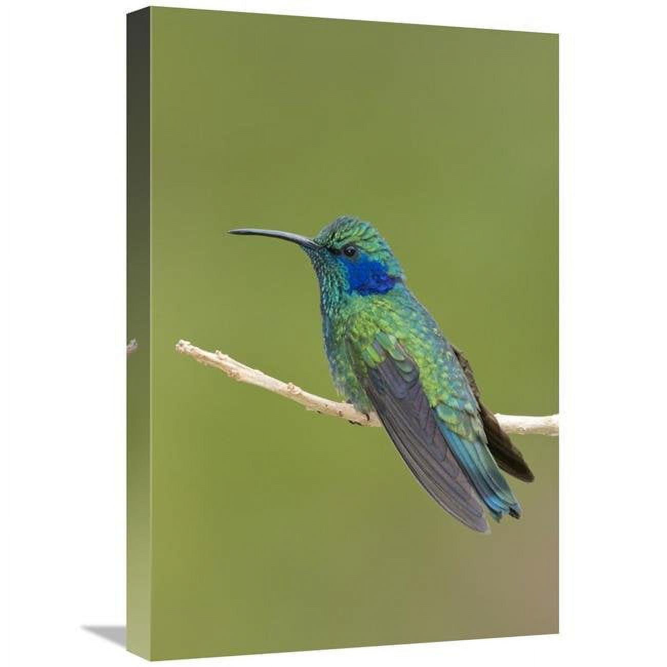 16 x 24 in. Green Violet-Ear Hummingbird, Costa Rica Art Print - Steve ...