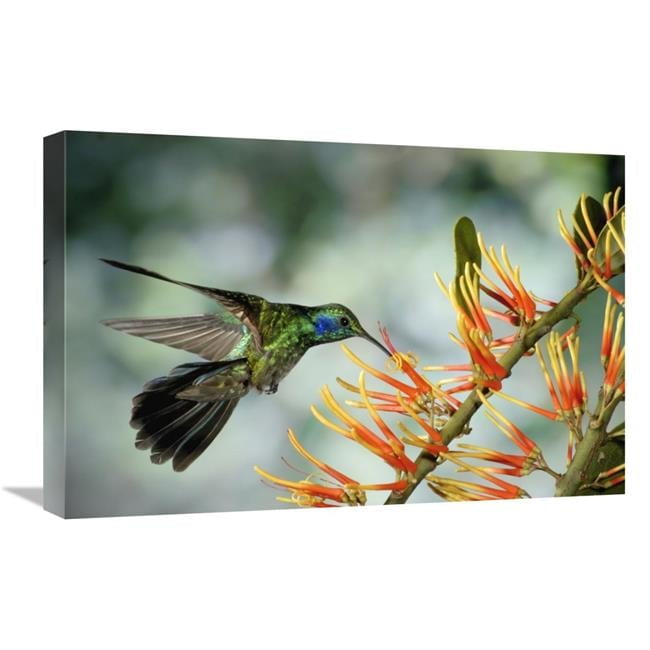 16 x 24 in. Green Violet-Ear Hummingbird Feeding, Monteverde Cloud ...