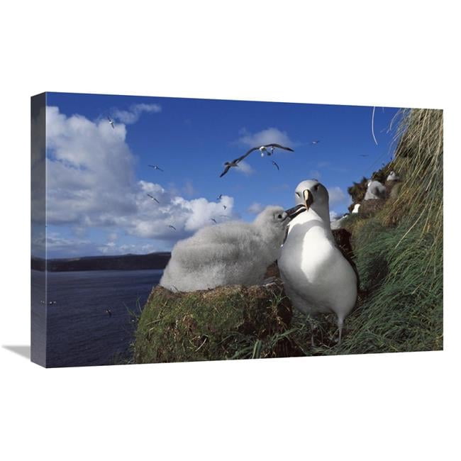 16 x 24 in. Grey-Headed Albatross Chick Begging for Food, Campbell ...