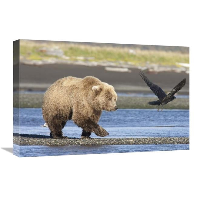 16 x 24 in. Grizzly Bear Walking Along Water & Scaring Away Common ...