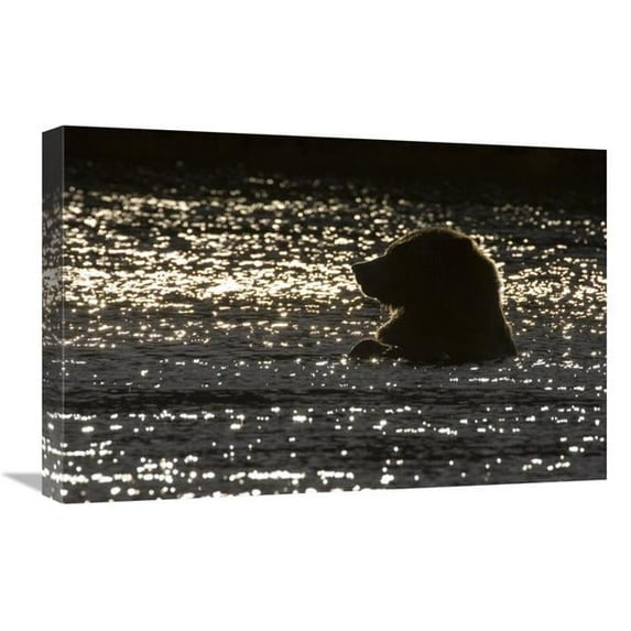 16 x 24 in. Grizzly Bear in Water, Katmai National Park, Alaska Art ...