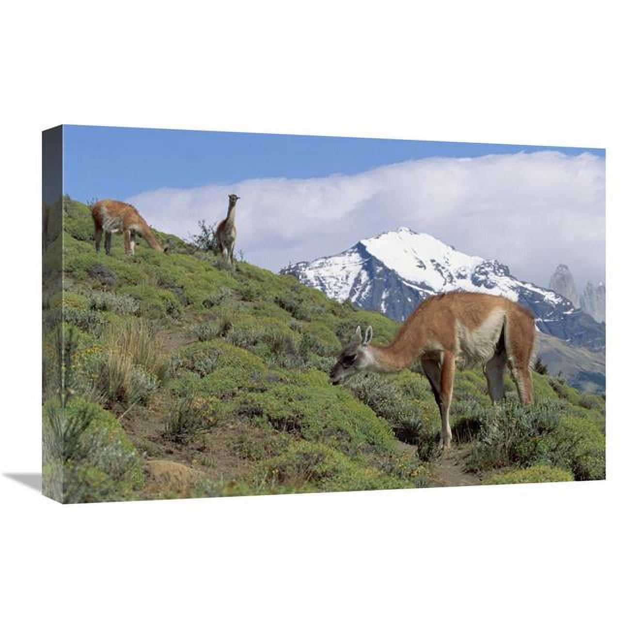 16 x 24 in. Guanaco Herd Grazing on Grass in Mountains, Patagonia ...
